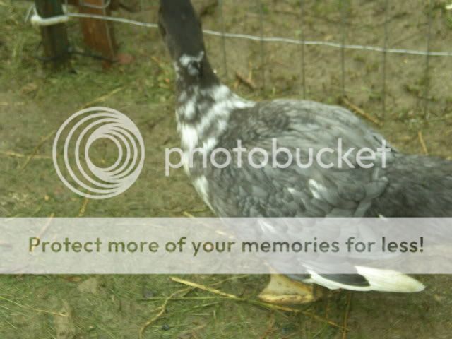 Droopy wing - reasons why? | BackYard Chickens - Learn How to Raise ...