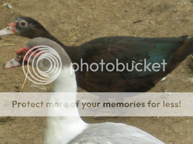 Silver, blue or lavender pied muscovy? | BackYard Chickens - Learn How ...